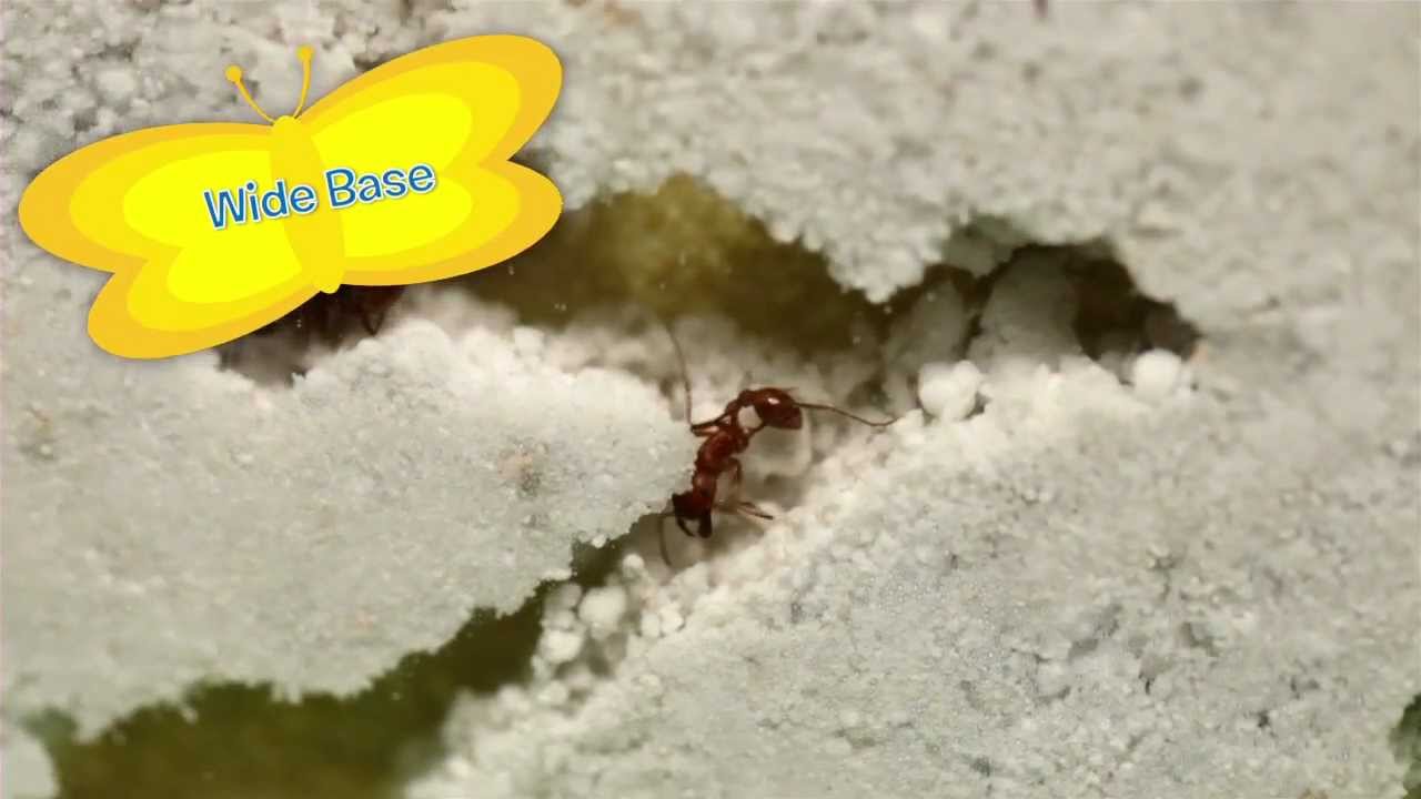 Ant Hill by Insect Lore - YouTube