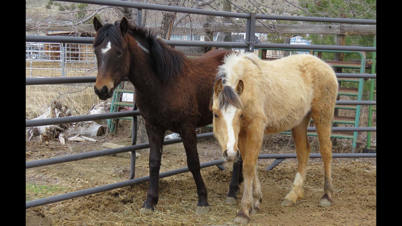 Christina's Baby Mustangs, April 1st, 2019 - YouTube