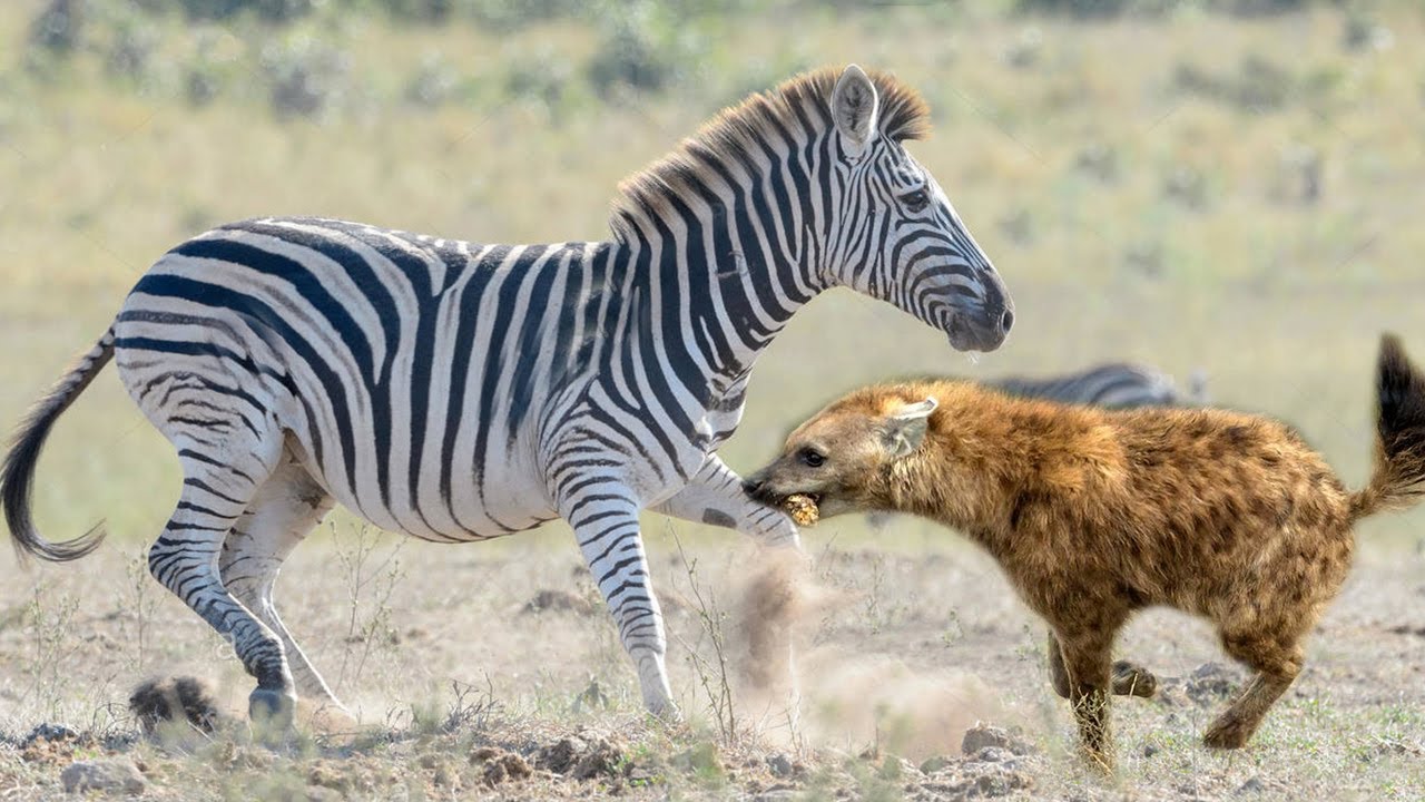 Pregnant Zebra mares battles Hyena clan - YouTube
