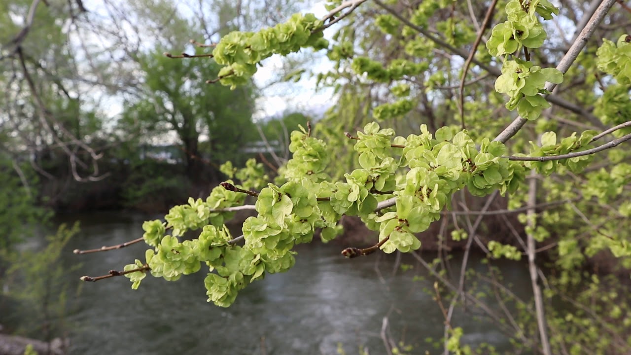 Spring at the River - Ogden River Trail, Utah - Sound of Nature - YouTube