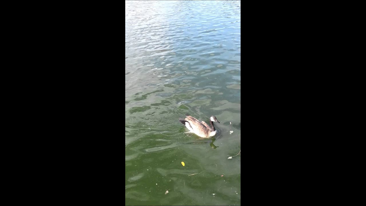 catfish vs. goose - YouTube