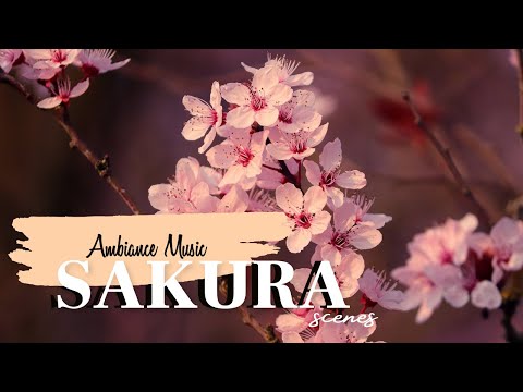 SAKURA - Ambiyans Müzikli Güzel Sakura Sahneleri - Kiraz Çiçeği Yürüyüşü #sakura