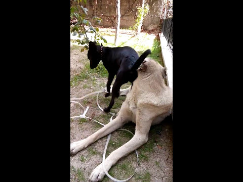 Pitbull vs kangal ciflesmesi