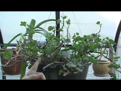 Geranium Cut Back in the Green House - YouTube
