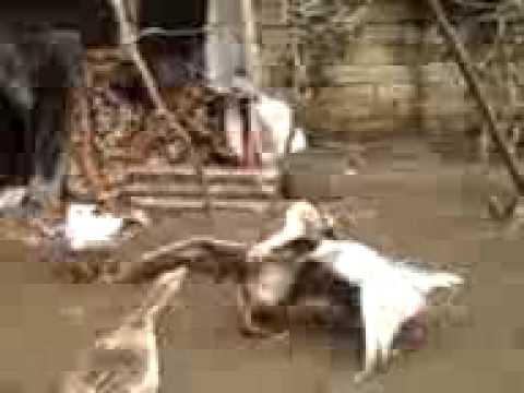 Qazlar Döyüşü Şaka vs Vicay