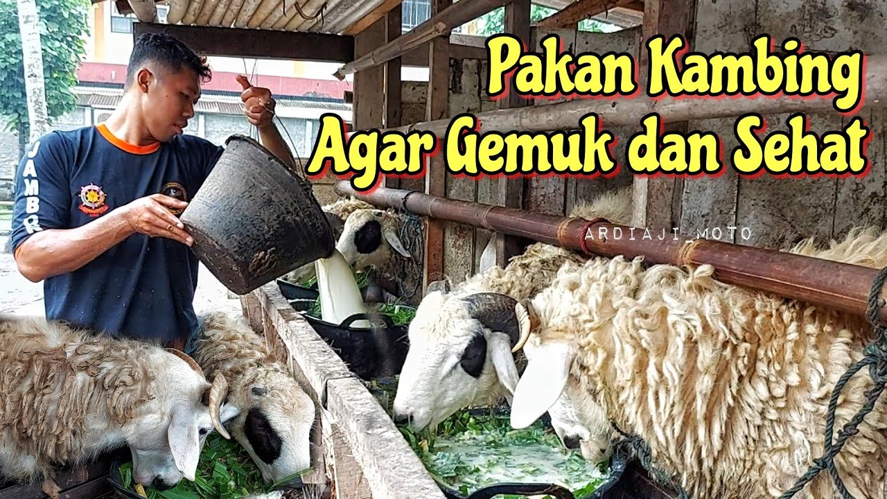 Kambing/Wedus Gembel Cepat Gemuk dan Sehat |STOK PAKAN MELIMPAH DI ...