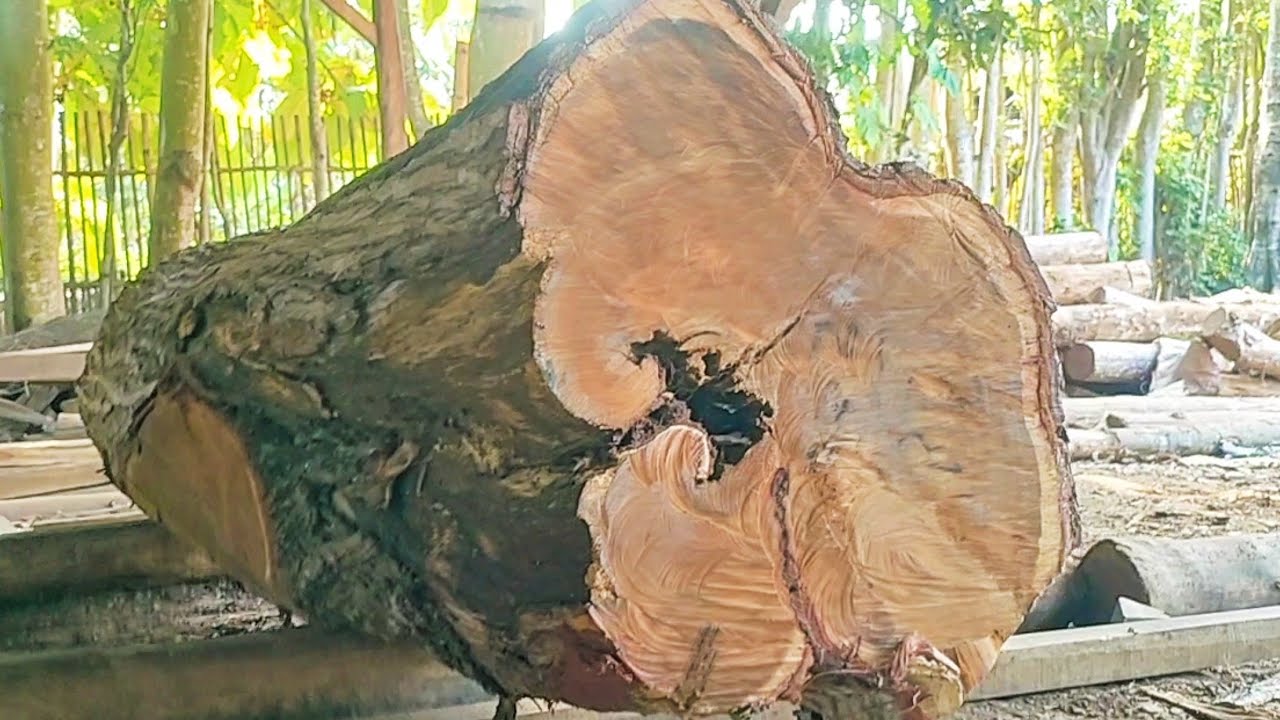 giant acacia wood full of dense and beautiful fibers - YouTube