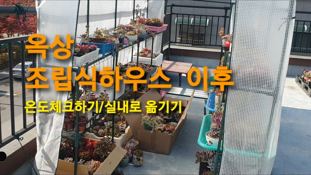 옥상 하우스조립 이후온도체크하기실내로 옮기기~ 옥상조립하우스 다육이키우기 다육이옮기기 다육이월동준비 온도체크하기
