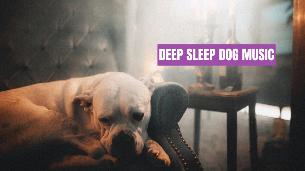 Deep Sleep Dog Music | Deep Sleep Dog Musics | Música Deep Sleep Dog ...