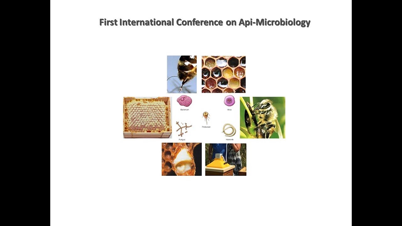 Api Microbiology Conference 2022 (Part 5) - YouTube