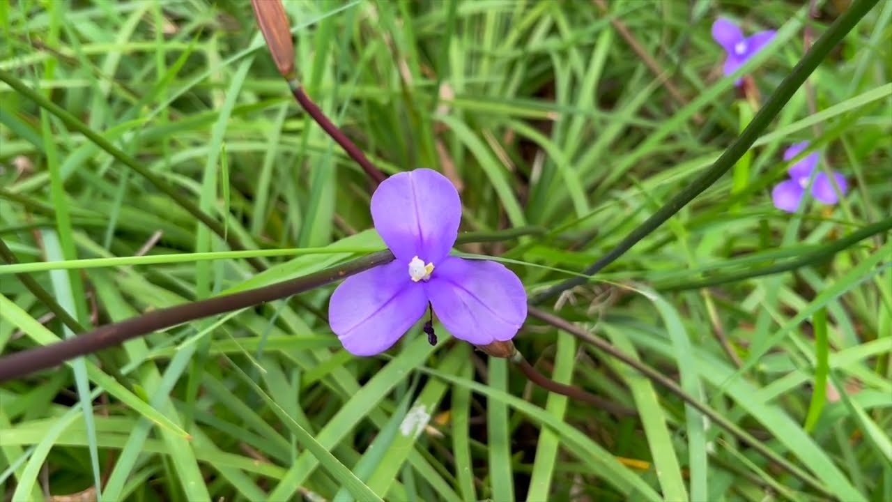 Native Iris, Patersonia occidentalis. Purple Flag. Beautiful small plant with purple flowers ...