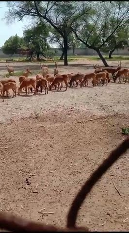 🦌 deer’s Nest - YouTube