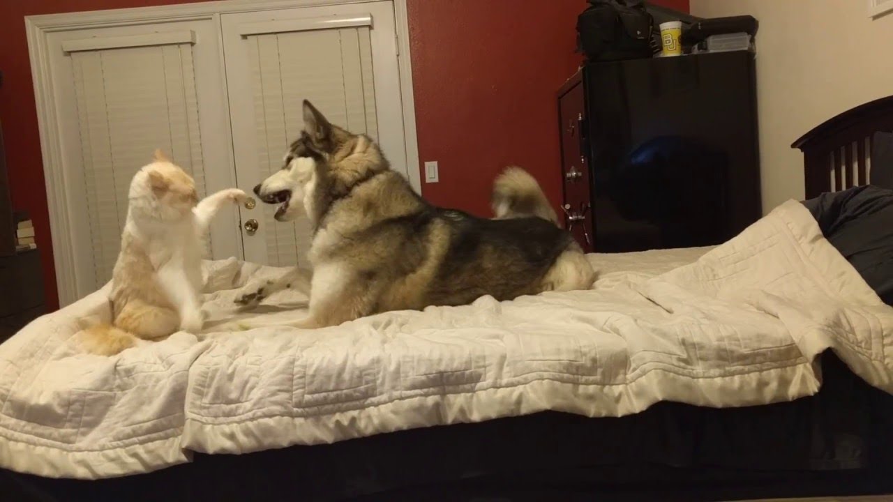 Best of Best 🐶 Dog SOO Cute! 🐶 Dogs - Awesome Funny dog Life - YouTube