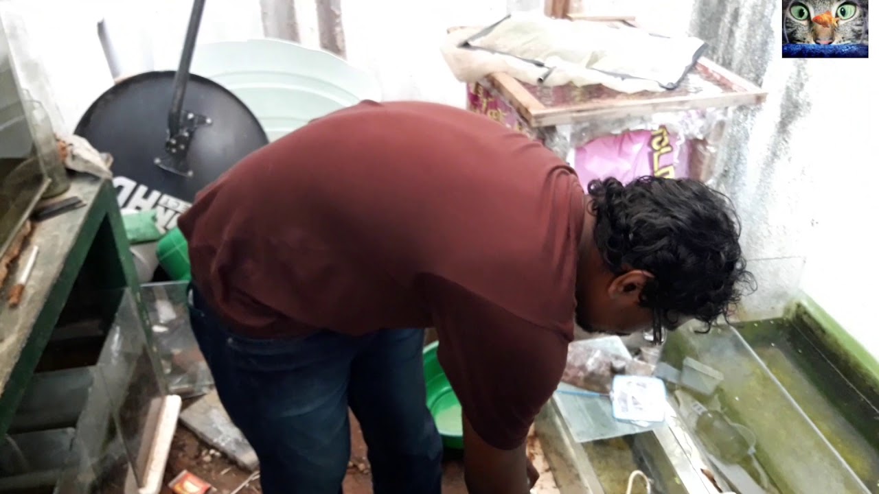 Kamfa f2 flower horn and golden fishes buying from aqua fish farm - YouTube