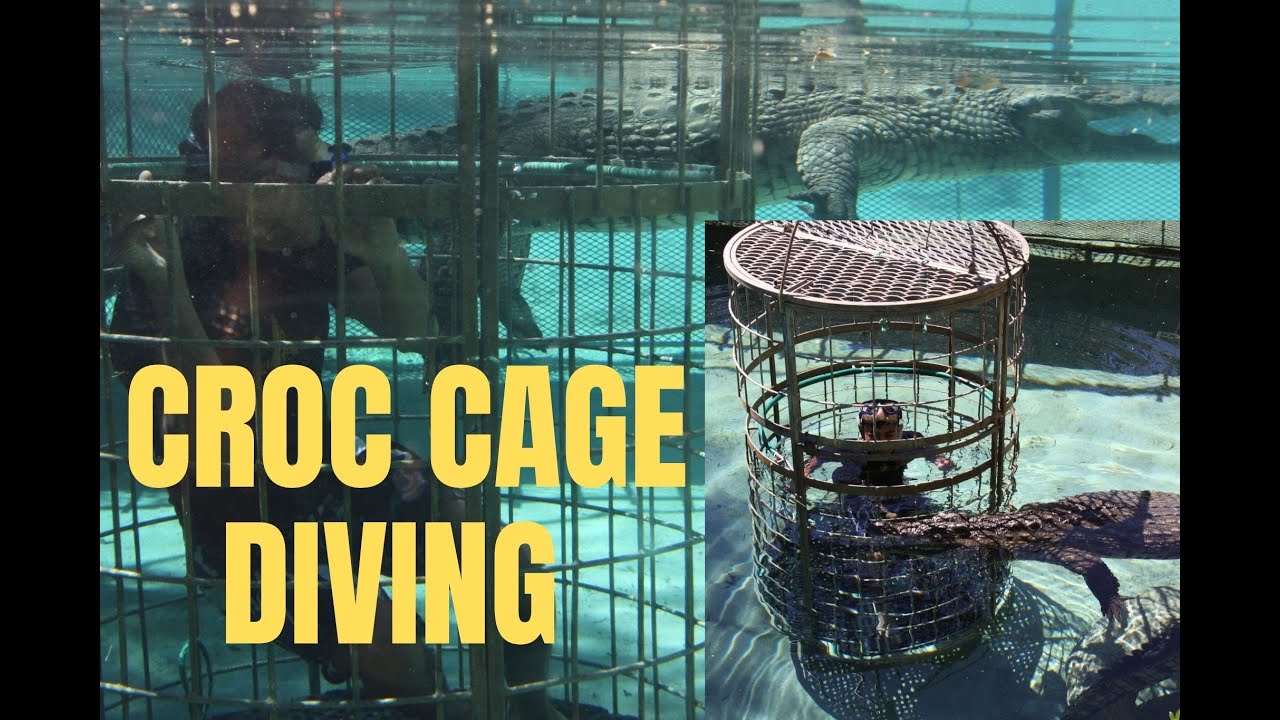 Croc Cage Diving in South Africa - YouTube