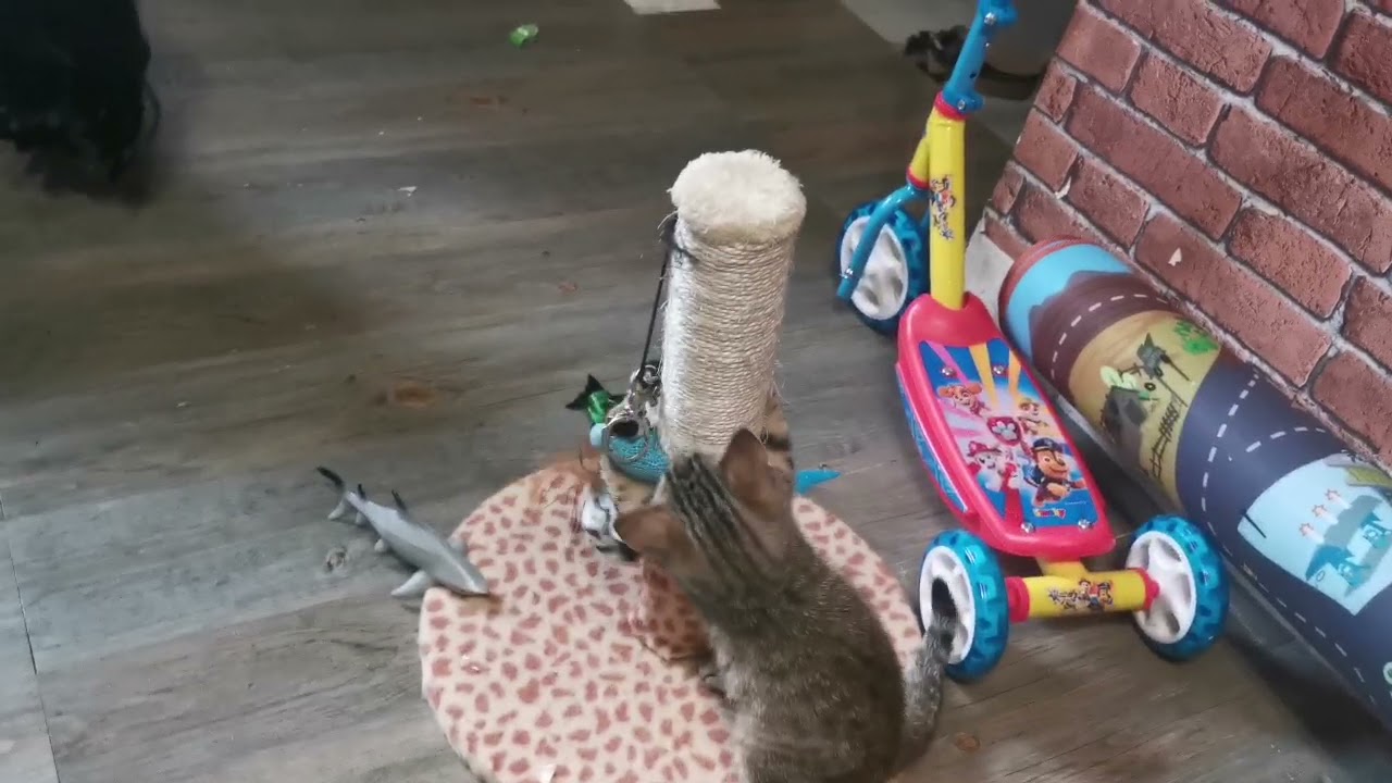 nini and cat - YouTube