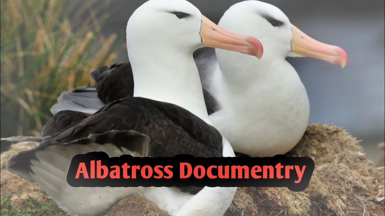 Albatross documentry | Animals life | Albatross life #albatross - YouTube