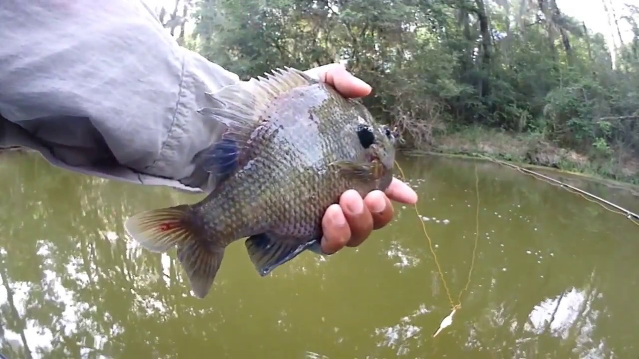 Bull Bluegill Fishing - Perch Fishing - Shellcracker Fishing - YouTube