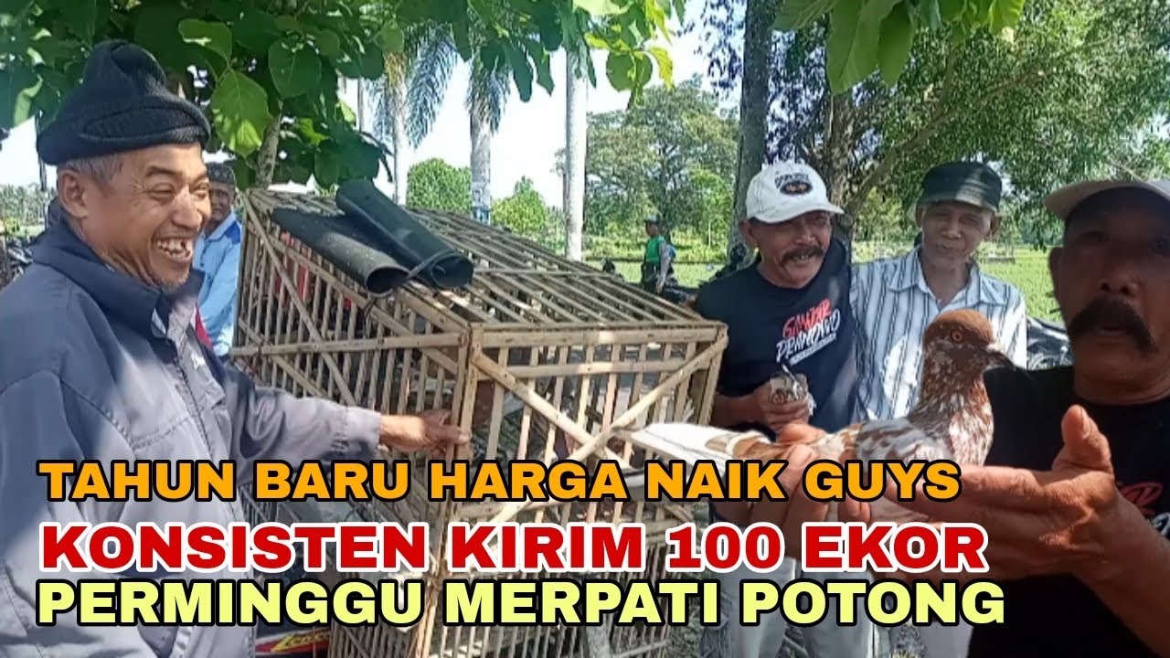 TAHUN BARU MERPATI POTONG ALAMI KENAIKAN HARGA - YouTube