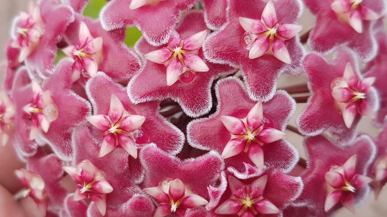 Hoya Carnosa, flor de cera preciosa CUIDADOS - Hoya Carnosa, precious ...