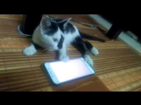 Funny Cat Catching Flies - YouTube