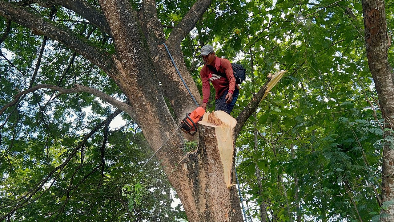 Dangerous tree logging, Husqvarna 395xp chainsaw. - YouTube