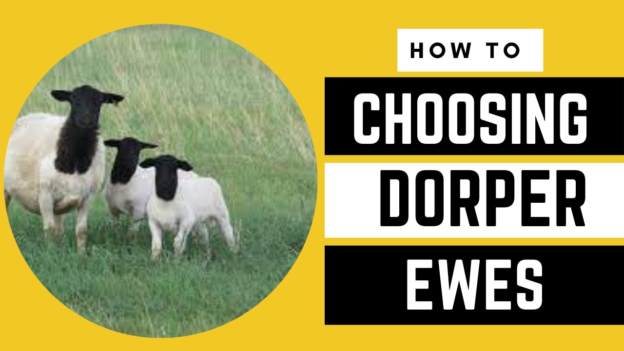 How to Select a DORPER EWE | AFRICA FARMING (SHEEP FARMING ep 7) - YouTube