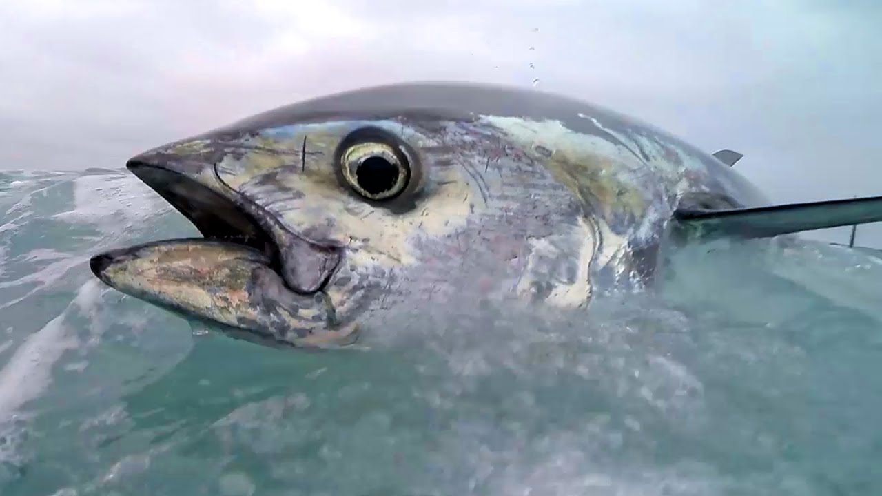 Dehooking a Tuna in the Water - YouTube