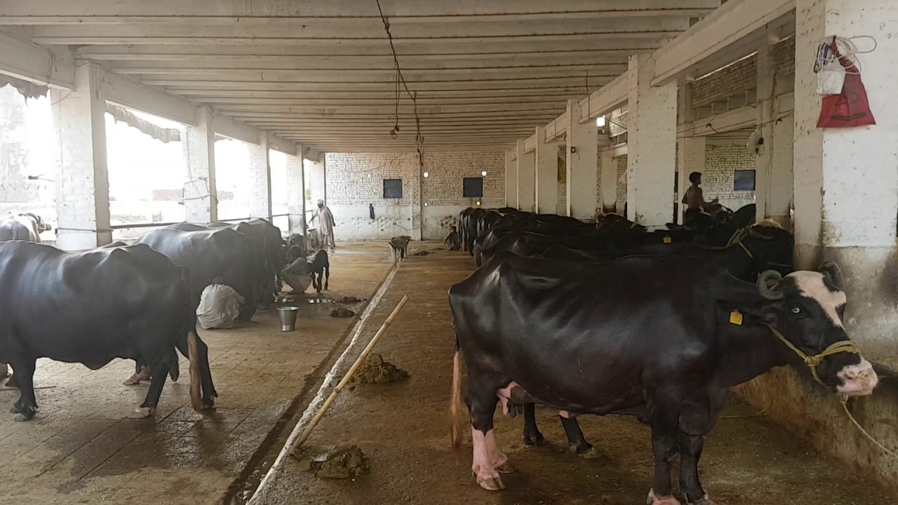 M arif sahi dairy form ranseekay Gujrat 03213296786 - YouTube