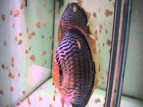 successful discus breeding part 2 - YouTube