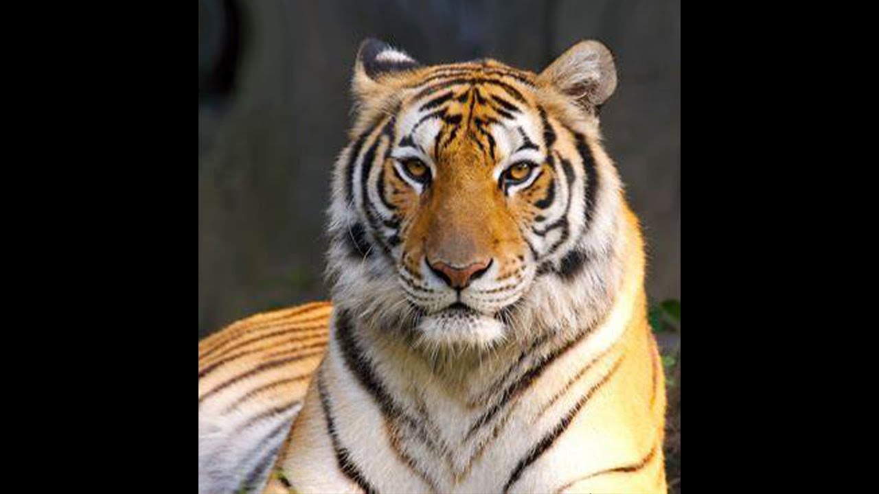 Celebrities Born in the Year of the Tiger. - YouTube