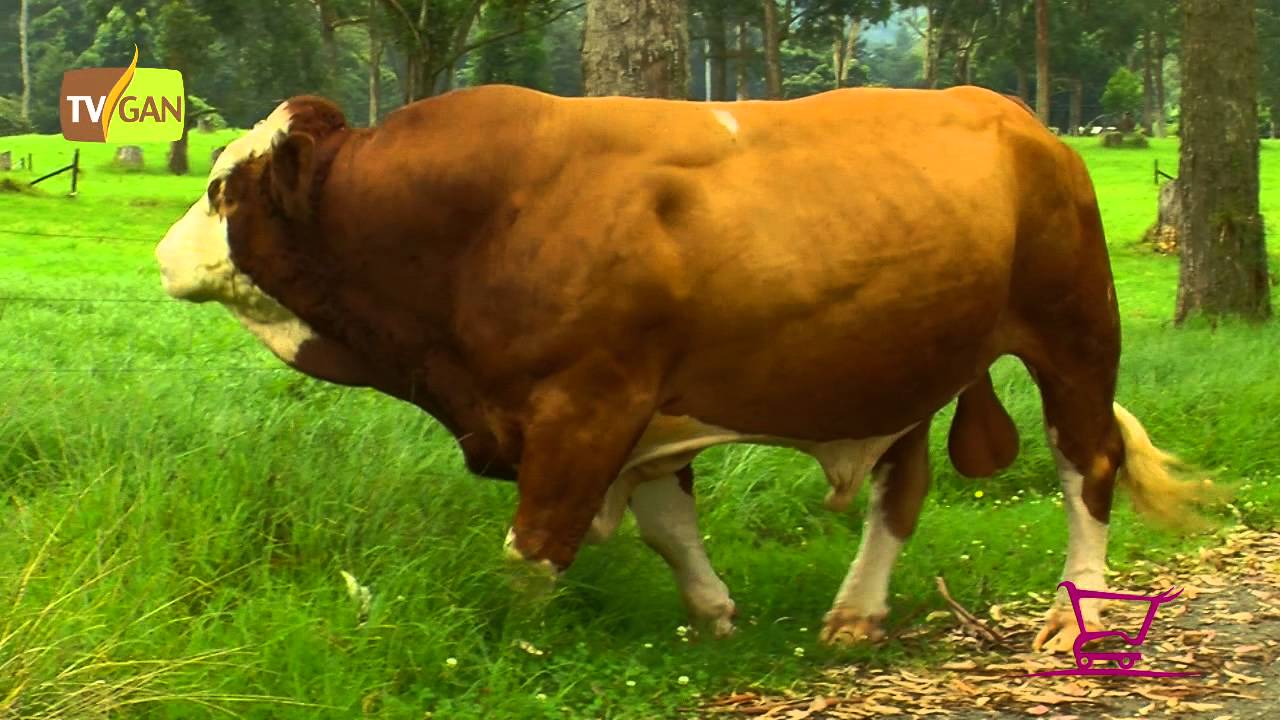 2014: TORO REPRODUCTOR, PESO 1200 KG, LA CEJA- ANTIOQUIA, L-0055 - YouTube