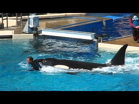 The Most Gruesome Orca Attack Ever Recorded - YouTube