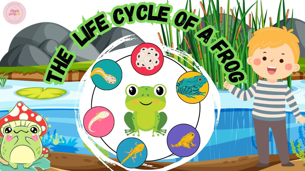 Life Cycle of a Frog | Science for Kids | Frog Life Cycle - YouTube
