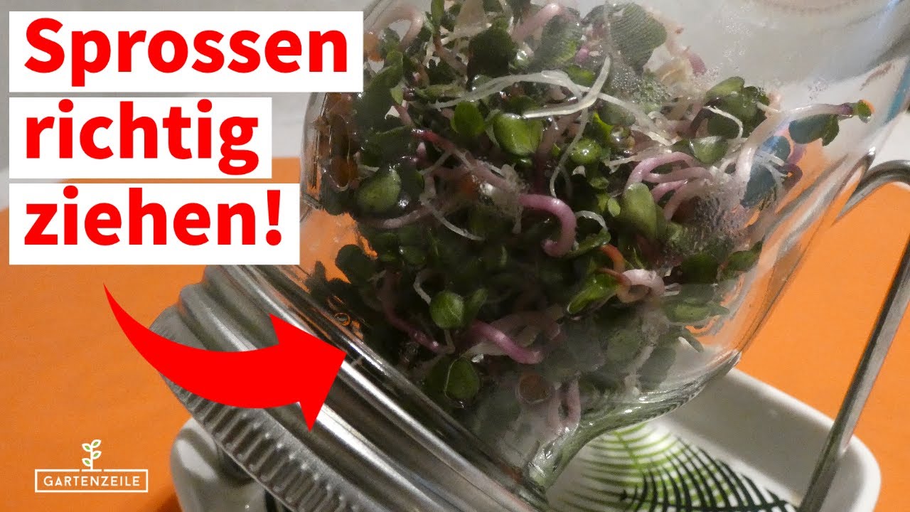 Sprossen richtig ziehen - Anleitung zur Sprossenzucht im Glas - YouTube