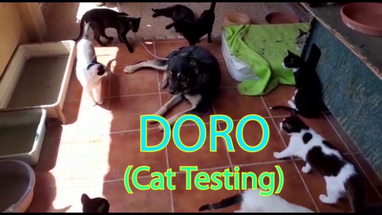 doro (cat testing) - YouTube