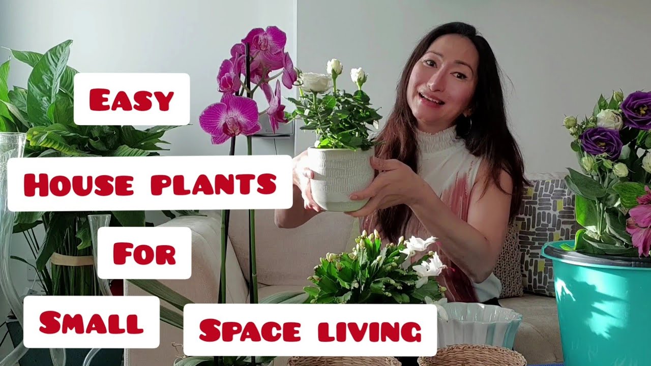 Easy To Look After Flowering Pot Houseplants - How To Care Tips & Pot ...