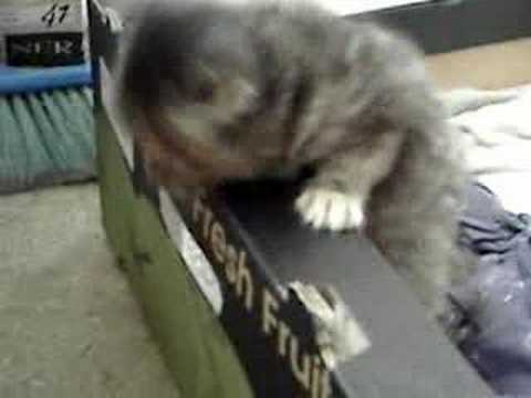 pisoiasi pisoi pisoi pisoi pisoi pisoi pisoi