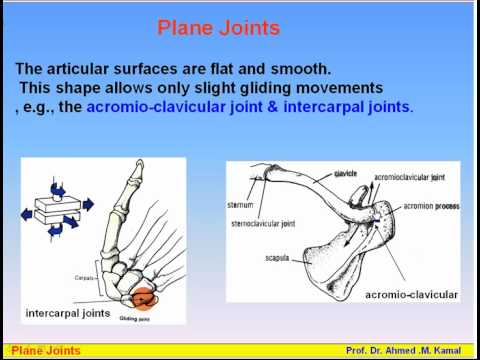 07-Joints_08-Plane & Compund Joints (Anatomy Intro Dr Ahmed Kamal ...