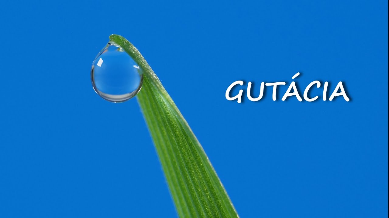 Gutácia - výdaj vody rastlinou. - YouTube