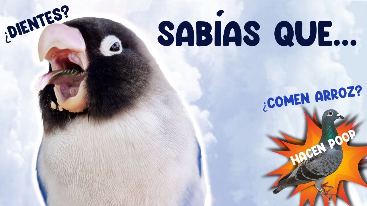 SABÍAS QUE... | ¡AVES! ¿TIENEN DIENTES? - YouTube