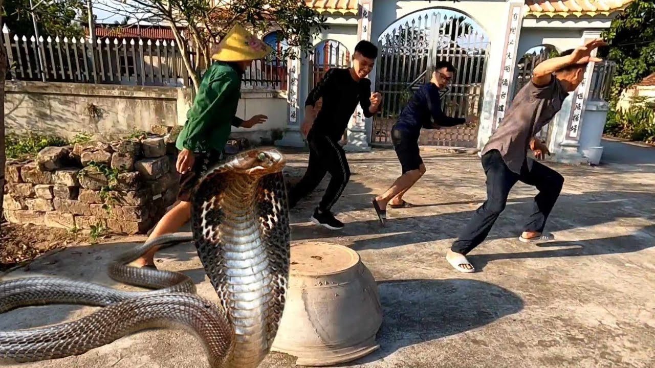 The man ran away in panic when he encountered a nest of poisonous snakes - YouTube