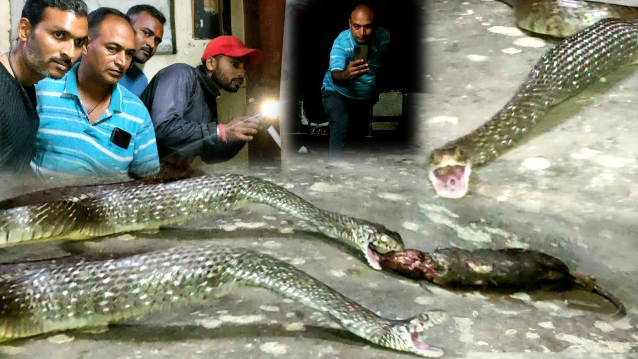 #Indian #Rat Snake Rescue in Railway Junction Contact(7488491842) # ...