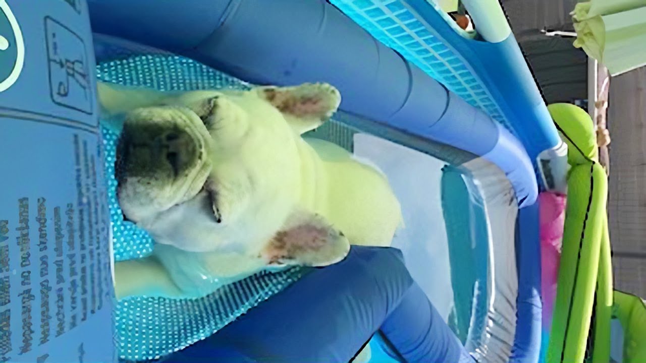 Most relaxed dog ever chills out in the pool - YouTube
