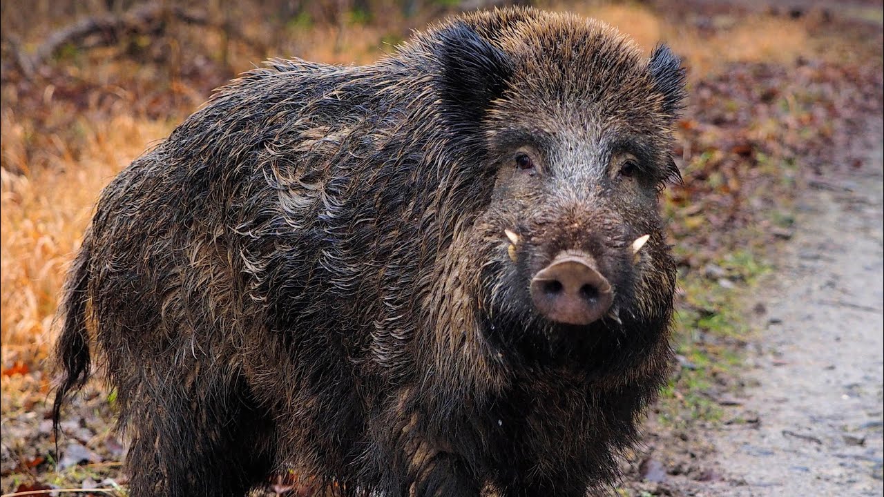 The Boar Form - YouTube