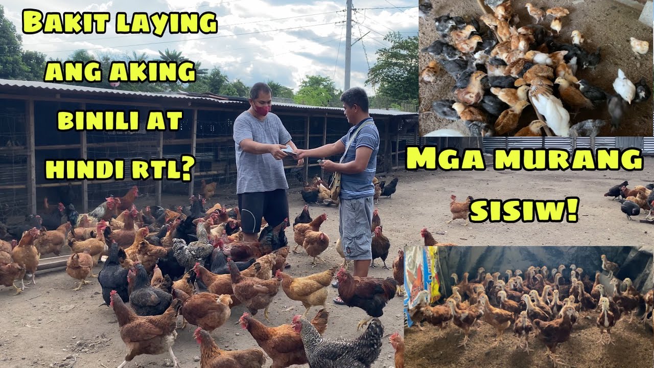 BAKIT MGA LAYING HEN ANG ATING BINILI AT HINDI RTL? MGA MURANG SISIW ...