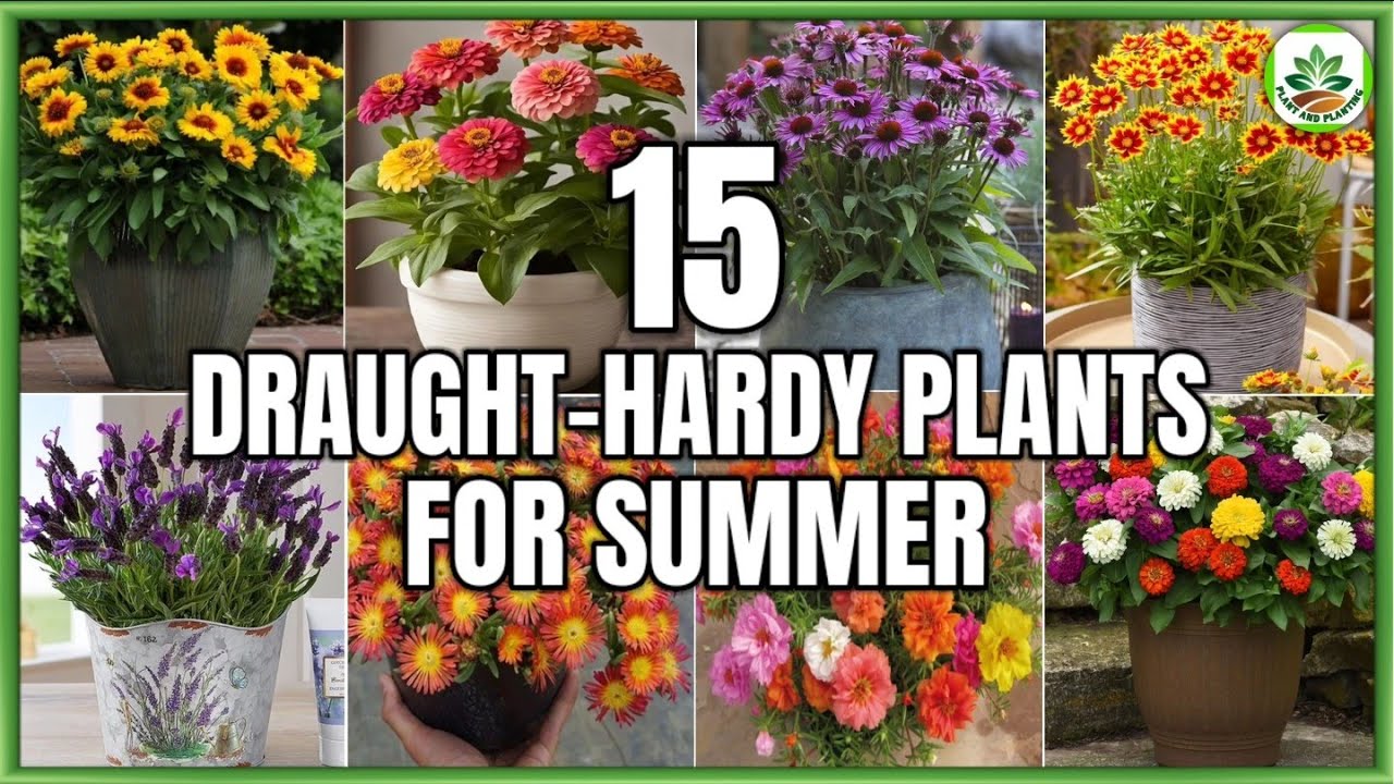 15 Best Draught Tolerant Plants for Summer | Draught Tolerant Plants ...