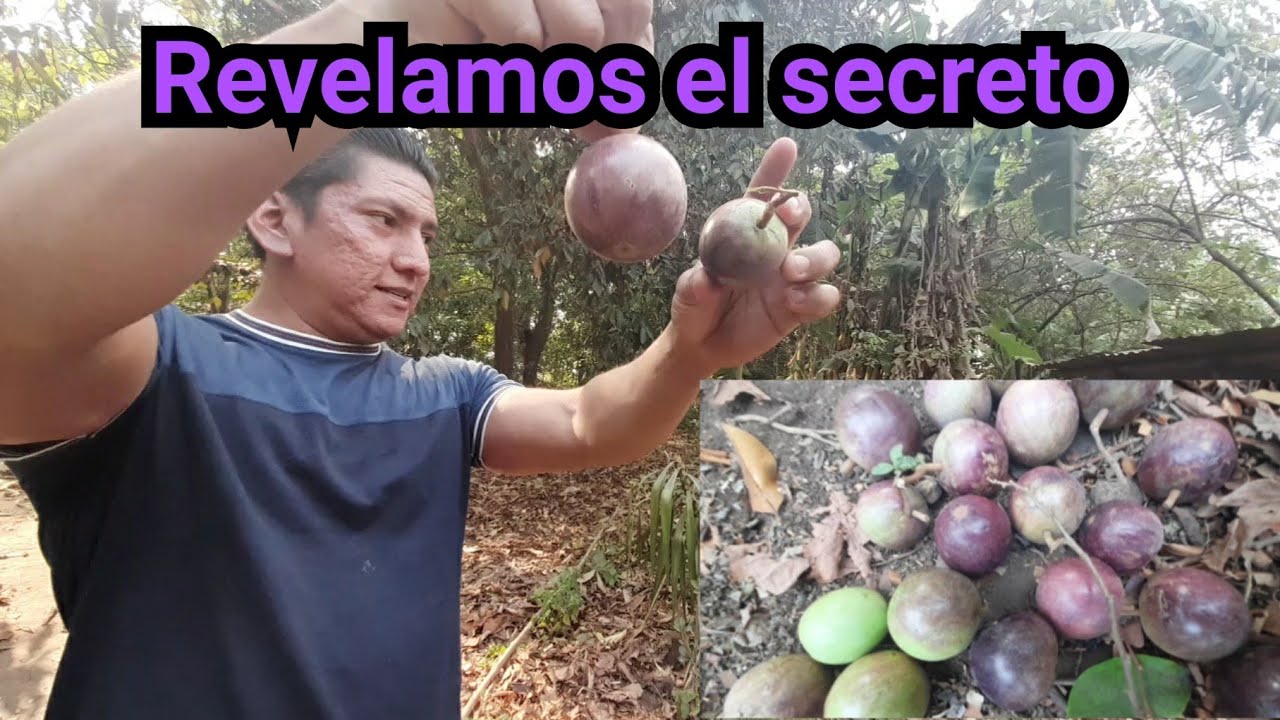🟣 Conoce el SECRETO del CAIMITO |Chapi videos 502 - YouTube