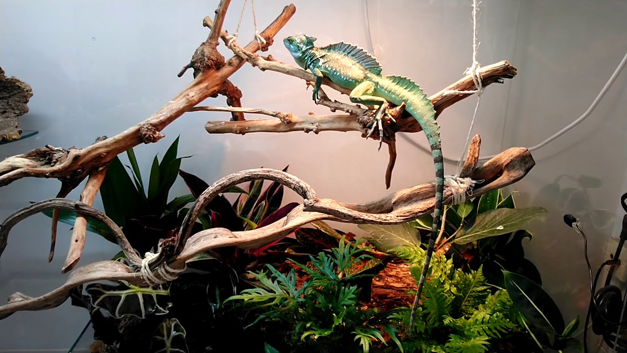 Green Basilisk Bioactive Enclosure [2020 ] - YouTube