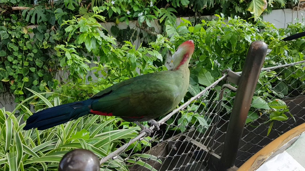 Amazing green planet dubai birds || The birds - YouTube